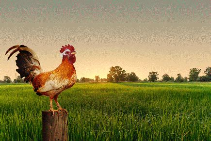 Roosters GIFs Obtenez Le Meilleur Sur GIFER