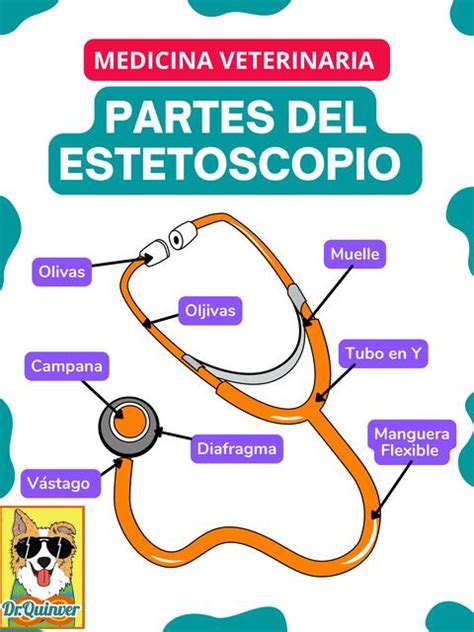 Partes Del Estetoscopio Dr Quinver Udocz