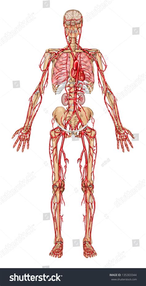 Human Bloodstream Didactic Board Anatomy Blood Stock Vector Royalty