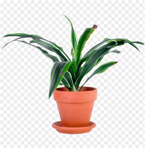 Outdoor Potted Plants Png Potted Plant Transparent PNG Image With