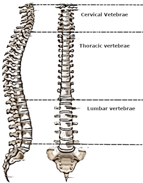 Human Vertebral Column Anatomy