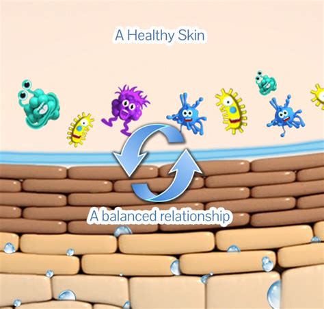 The Skin Microbiome And The Skin Barrier A Delicate Relationship