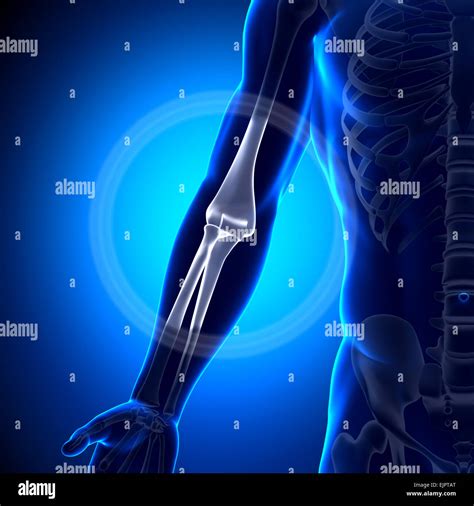 Codo huesos anatomía fotografías e imágenes de alta resolución Alamy
