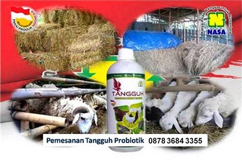 Penggemukan Sapi Kambing Secara Optimal Fermentasi Jerami Pakan