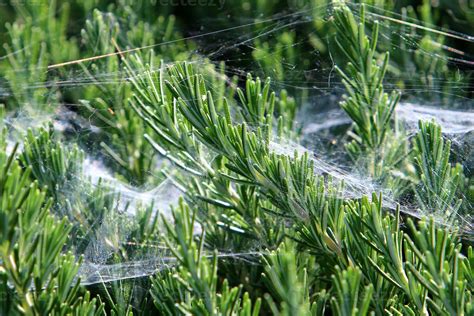 telarañas telarañas en ramas y hojas de árboles en un parque de la