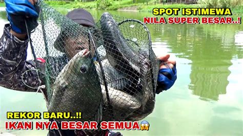 BERUNTUNG Mancing Ikan Nila Liar Di Sungai Dapat Banyak Besar
