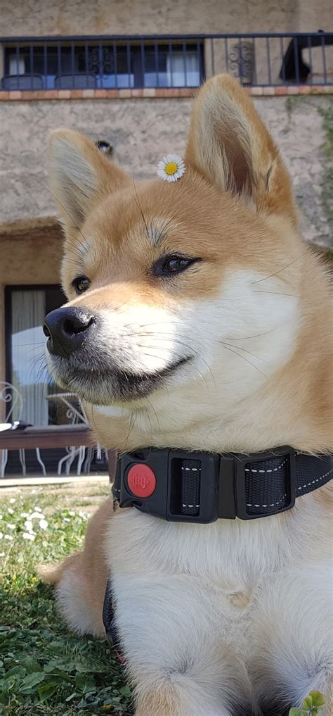 Ma Bible Des Soins Naturels Pour Le Chien PLANETES360