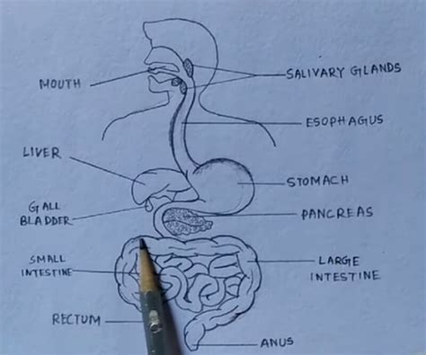 Digestive System Diagram Complete Guide Edrawmax The Best Porn Website