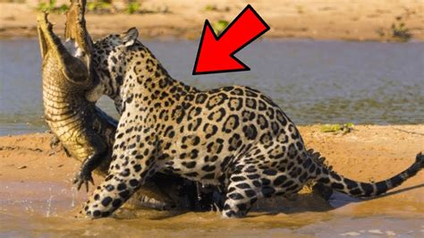 Los 11 Animales MÁS PELIGROSOS Del Amazonas YouTube