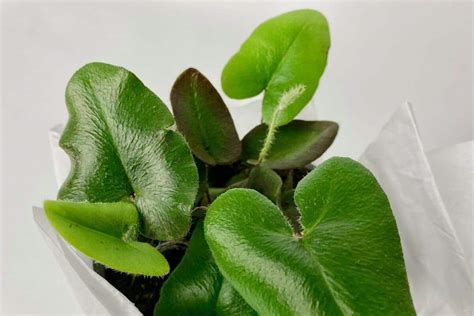 Top 17 Plants With Heart Shaped Leaves Indoor Outdoor