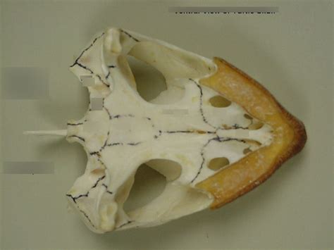 Turtle Skull Ventral View Diagram Quizlet