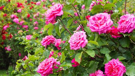 16 Flores Que Florescem O Ano Todo E Enchem O Jardim De Cor