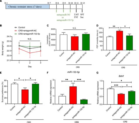 Effects Of Mir P Knockdown On Depression Like Phenotype In