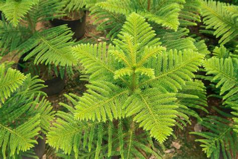 Araucaria heterophylla acheter à bon prix Plantamus Pépinière en ligne
