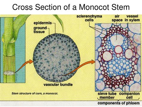 Monocot Stem Diagram