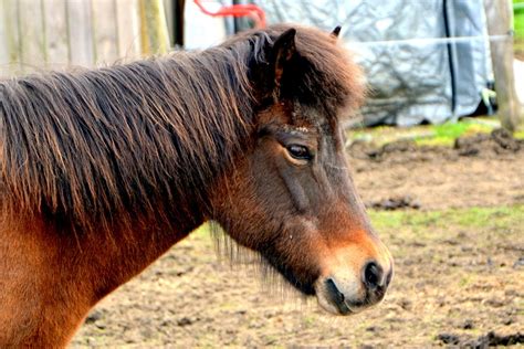 Pony Pferd Ponyhof Kostenloses Foto Auf Pixabay Pixabay