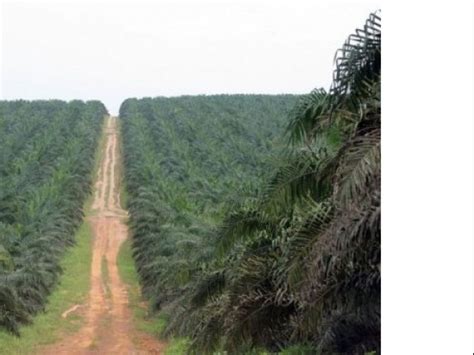 Huile de palme les Africains se mobilisent contre le dénigrement