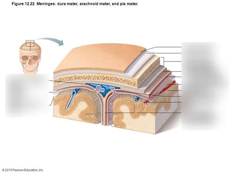 Meninges Diagram Quizlet