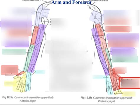 Medial Cutaneous Nerve Of The Arm And Forearm Diagram Quizlet