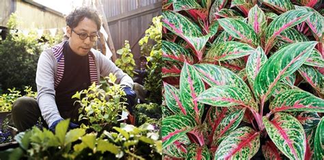 15 Jenis Tanaman Hias Outdoor Untuk Mempercantik Rumah