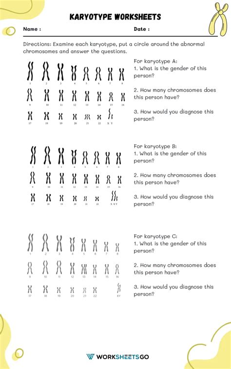 Decoding Our Genetic Blueprint Karyotype Worksheets WorksheetsGO
