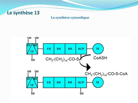 PPT METABOLISME DES ACIDES GRAS PowerPoint Presentation Free