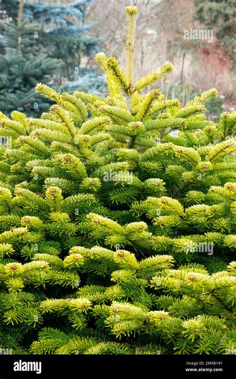 Nordmann Fir Abies Nordmanniana Golden Spreader Garden Fir Tree In
