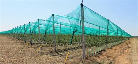 Coperture Antigrandine Per Frutteto Corradi Protection Systems