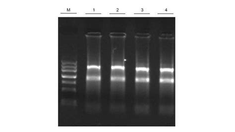 Rnaprep Pure Ffpe Kit Rna Product Tiangen