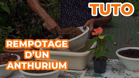 TUTO Comment Rempoter Un Anthurium YouTube
