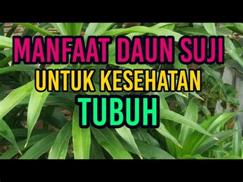 Subhanallah Manfaat Daun Suji Untuk Kesehatan Tubuh YouTube