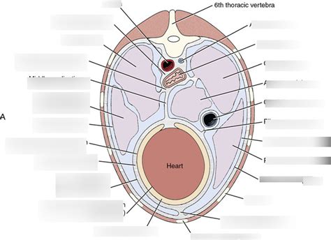 Schematic Transverse Section Of Thorax Through Heart Caudal View