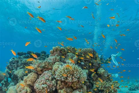 recife de coral e plantas aquáticas no mar vermelho eilat israel