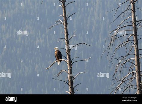 Photograph Of An American Bald Eagle Sitting On A Tree Stock Photo Alamy