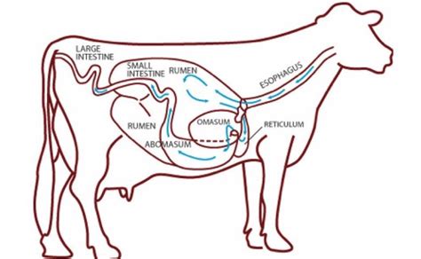 Solved Review The Ruminant Digestive Diagram Shown It Chegg