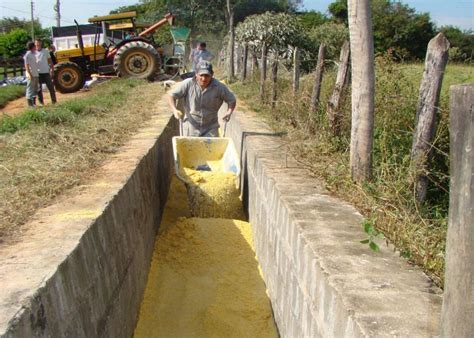 Veja Como Fazer E Usar A Silagem De Milho Reidratado Conte Do E