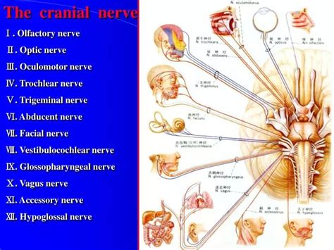 PPT The cranial nerve Ⅰ Olfactory nerve Ⅱ Optic nerve PowerPoint