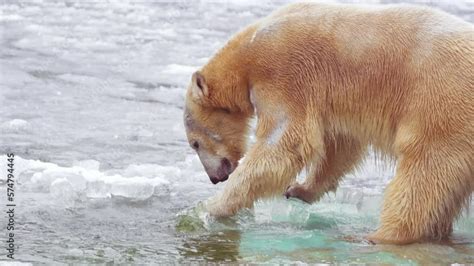Slow Motion Fps Video Of Female Polar Bear And Her Polar Bear Cub