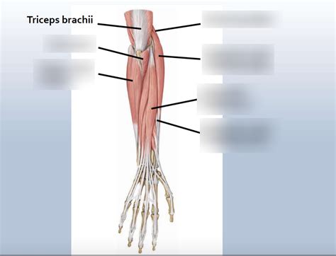 Lecture Posterior Forearm Muscles Diagram Quizlet