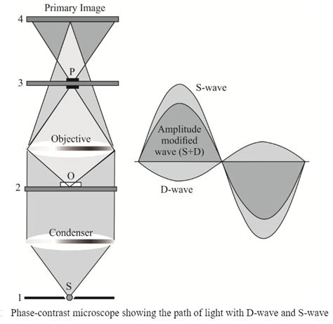 Phase Contrast Microscopy Definition Principle Parts Uses Biology