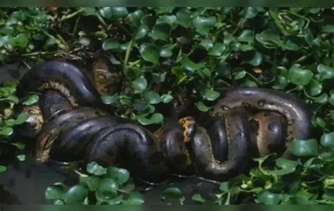Cientistas descobrem nova espécie de sucuri gigante na Amazônia