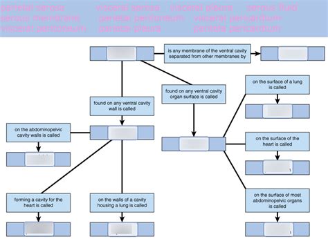Chapter Homework Body Cavities And Membranes Diagram Quizlet