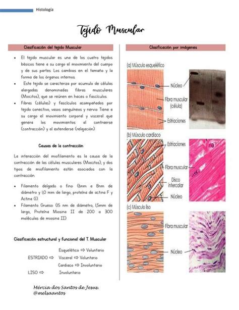 Tejido Muscular Mercia Medicina Udocz