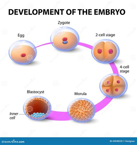 Development Of The Human Embryo Stock Vector Image 43948520