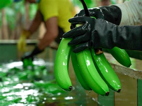 Ecuador lidera exportaciones de banano orgánico hacia la Unión Europea