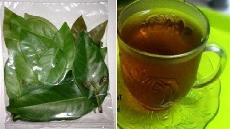 Manfaat Minum Air Rebusan Daun Salam Bisa Turunkan Hipertensi Hingga