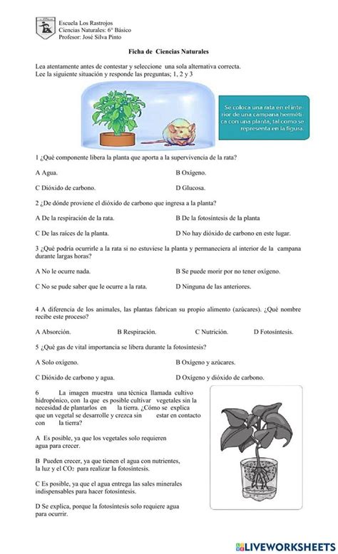 Ejercicio de Fotosíntesis para 6 básico Ciencias de la naturaleza