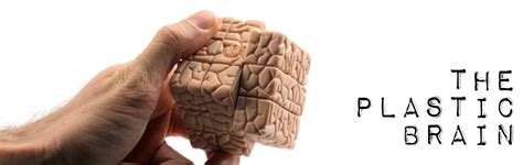 La Plasticidad Cerebral Nos Permite Cambiar Y Aprender Hasta El Final