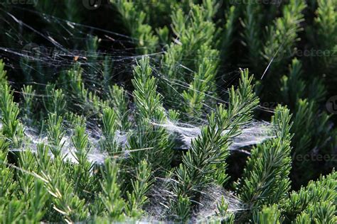 telarañas telarañas en ramas y hojas de árboles en un parque de la