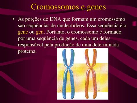 PPT Núcleo e Cromossomos PowerPoint Presentation free download ID